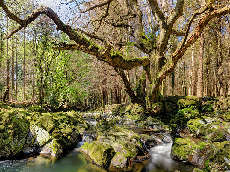 Shimna River: A blazing streak running through Tollymore Forest.