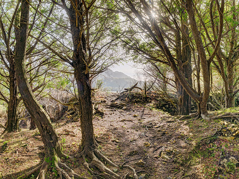 The Yew Forest of Killarney National Park: A wonder of Kerry.