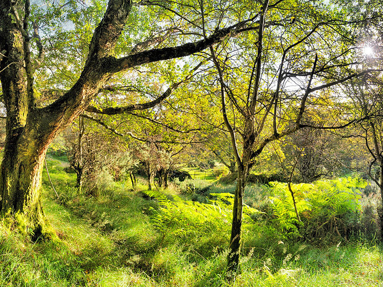 Wicklow Forest and its exalted residents: The pride of Lough Dan.