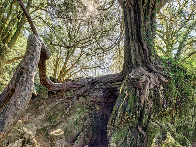 The sunlit trees of a mysterious woodland: Donadea Forest Park.