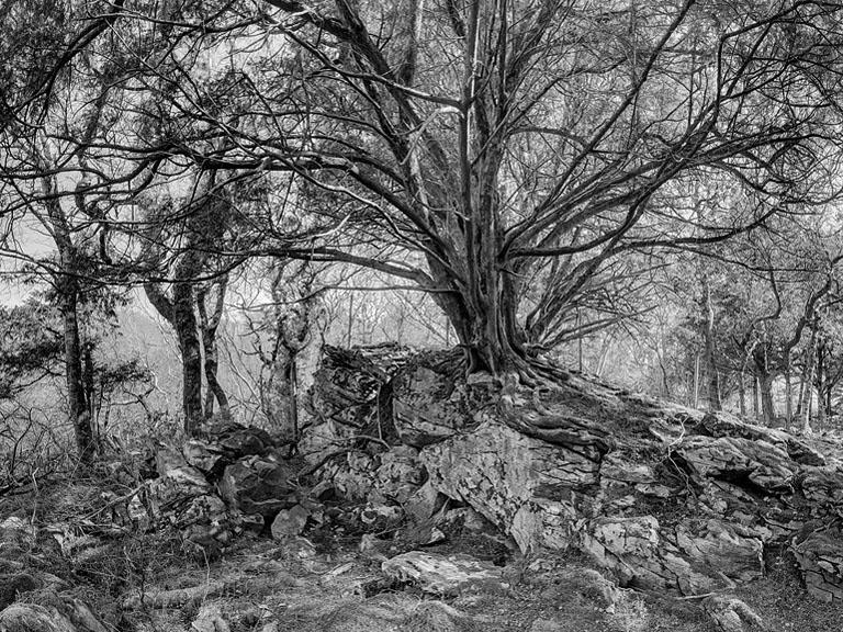 The Yew Trees of Ross Island: Story-tellers of Killarney forest.