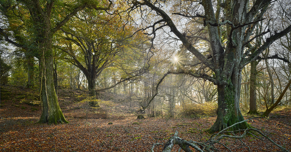 Where the Trees Catch the Dying Light on Ross Island | Fine Art Prints